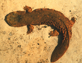 hellbender