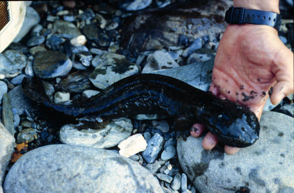 hellbender